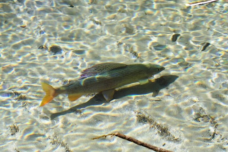 Äsche - Tiroler Umweltanwaltschaft